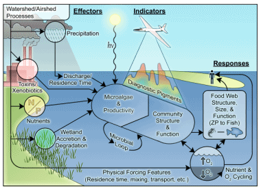 2003 Annual Report | Phytoplankton Community Structure as an Indicator ...